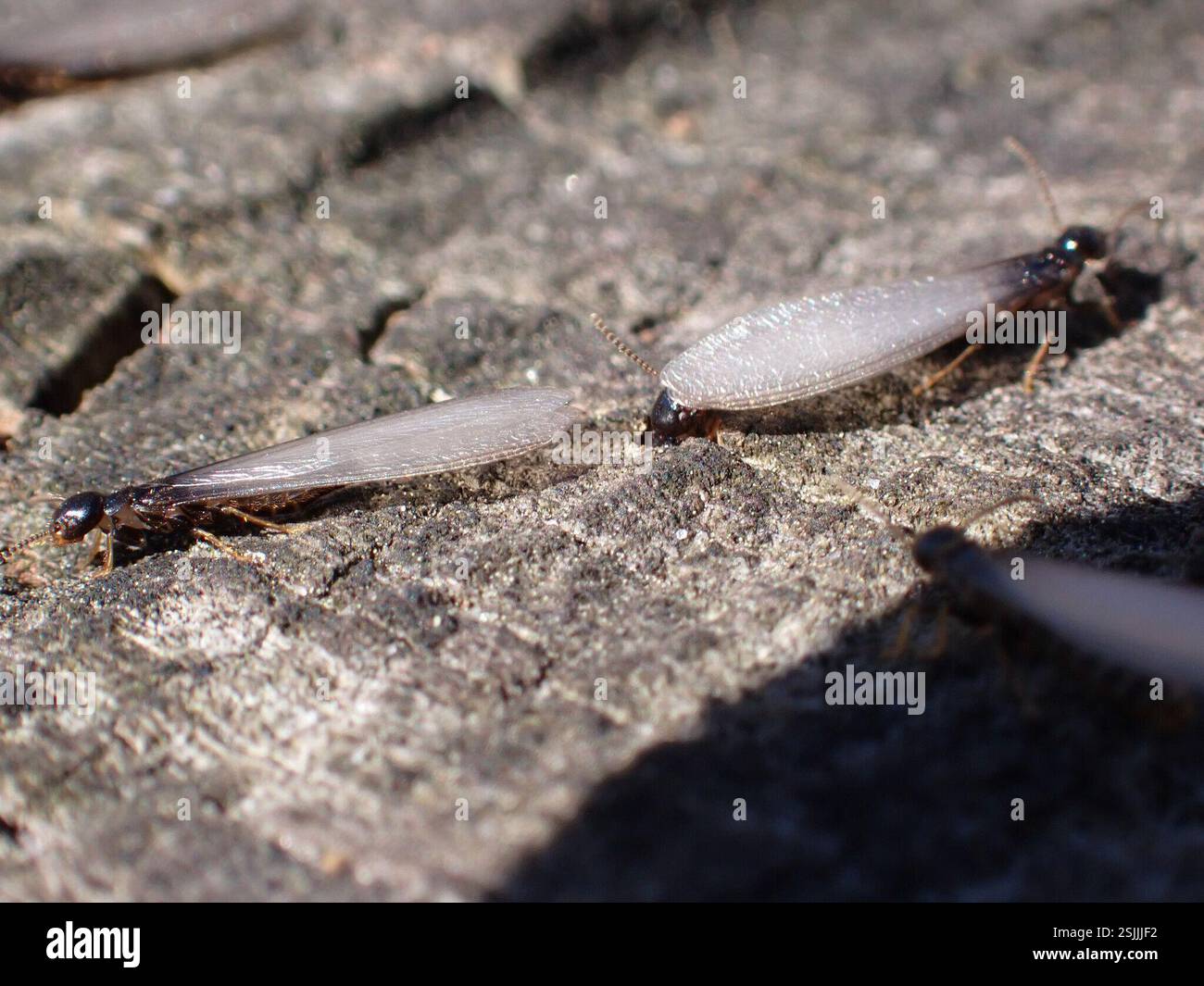 Eastern Subterranean Termite (Reticulitermes flavipes), Insecta, North ...