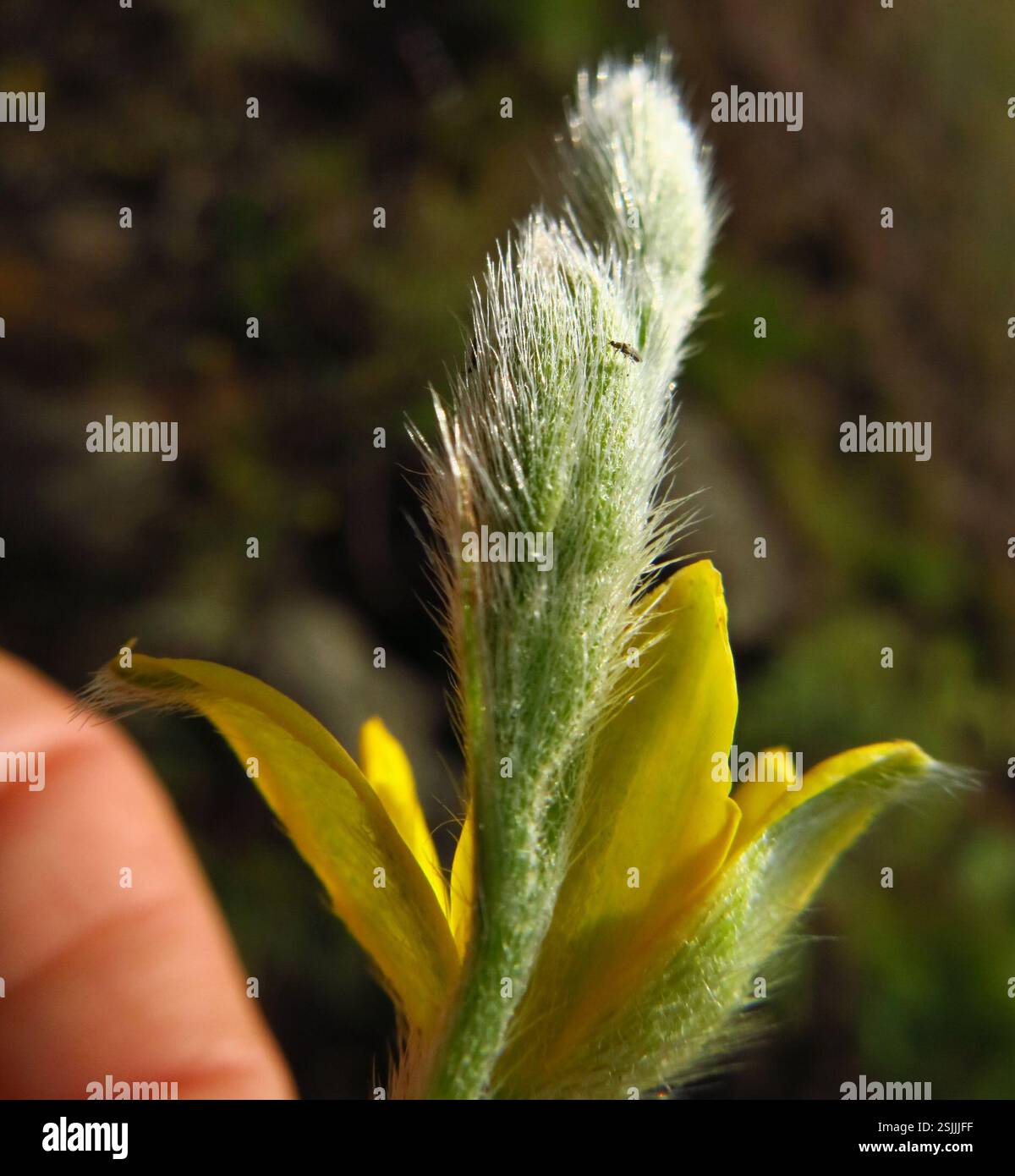 Spiral Stargrass (Hypoxis acuminata), Plantae, uThukela District ...