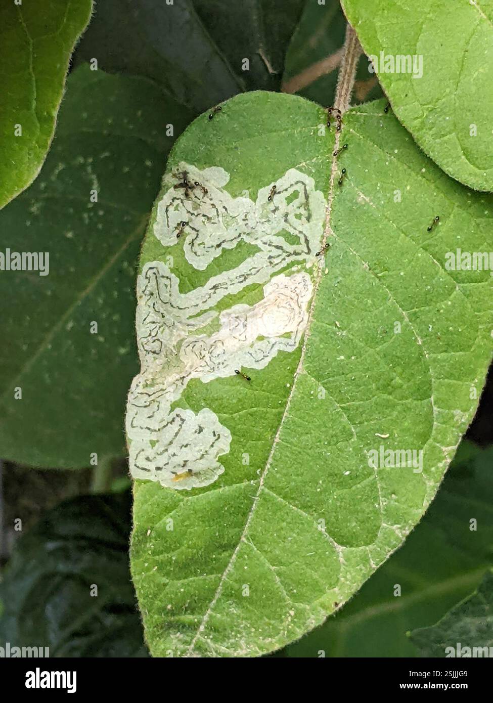 Leaf-miner Flies (Agromyzidae), Insecta, Moca, Dominican Republic Stock ...