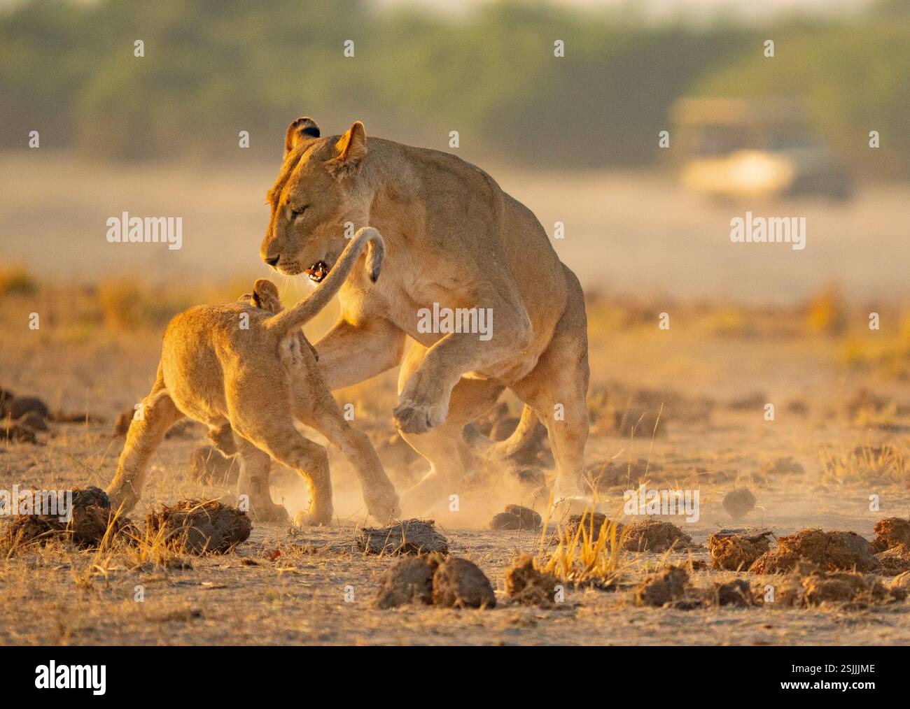 African Lion (Panthera leo) sub-adult cub playing with mom Stock Photo - Alamy
