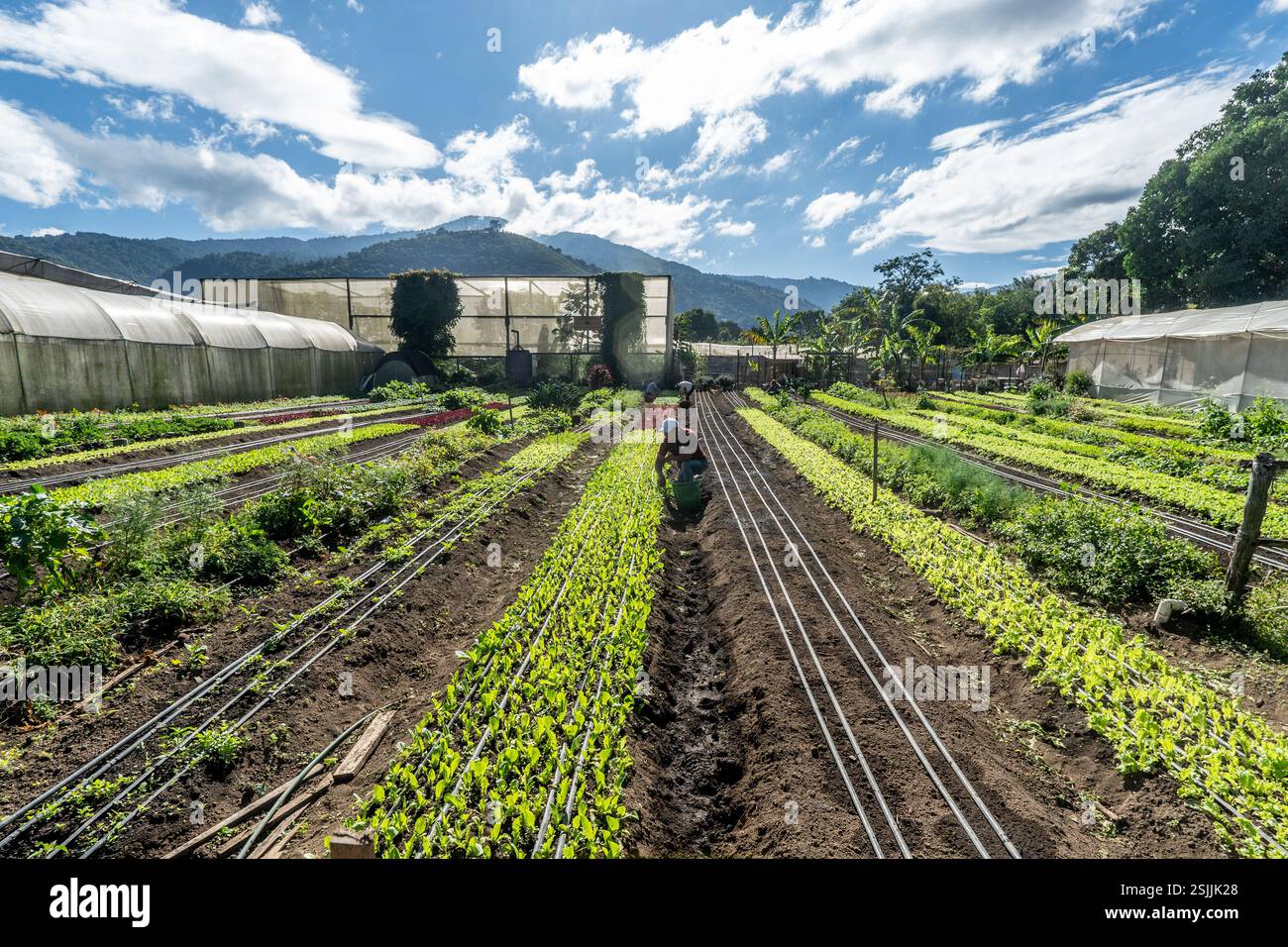 Organic Farm in Antigua Guatemala Stock Photo - Alamy