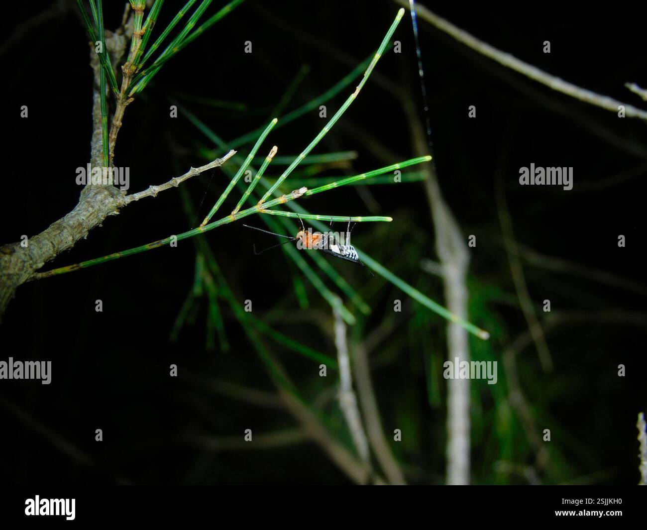 (Callibracon), Insecta, Hobart TAS, Australia Stock Photo - Alamy