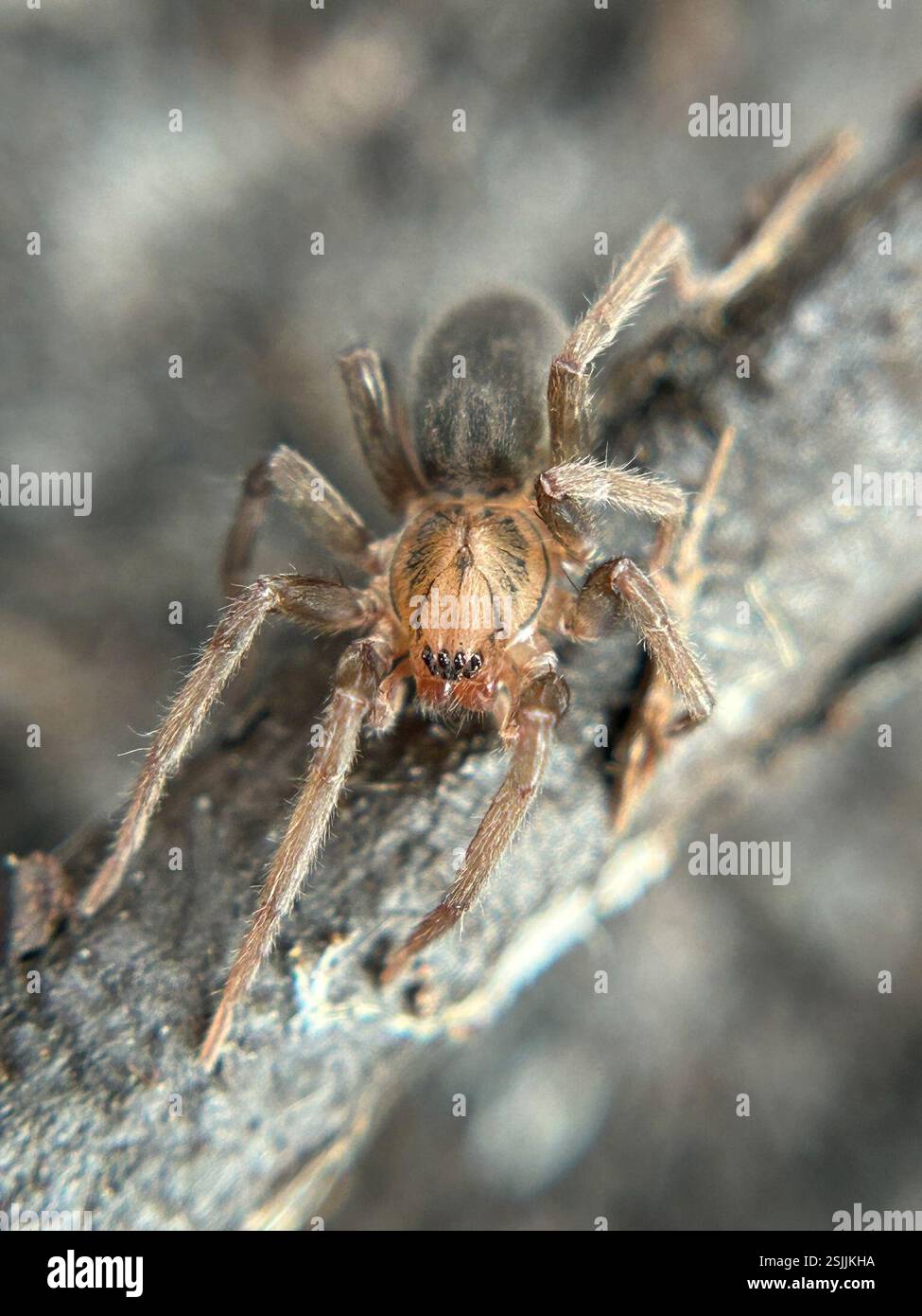 (Agroeca), Arachnida, Highland Dr, Los Osos, CA, US Stock Photo - Alamy