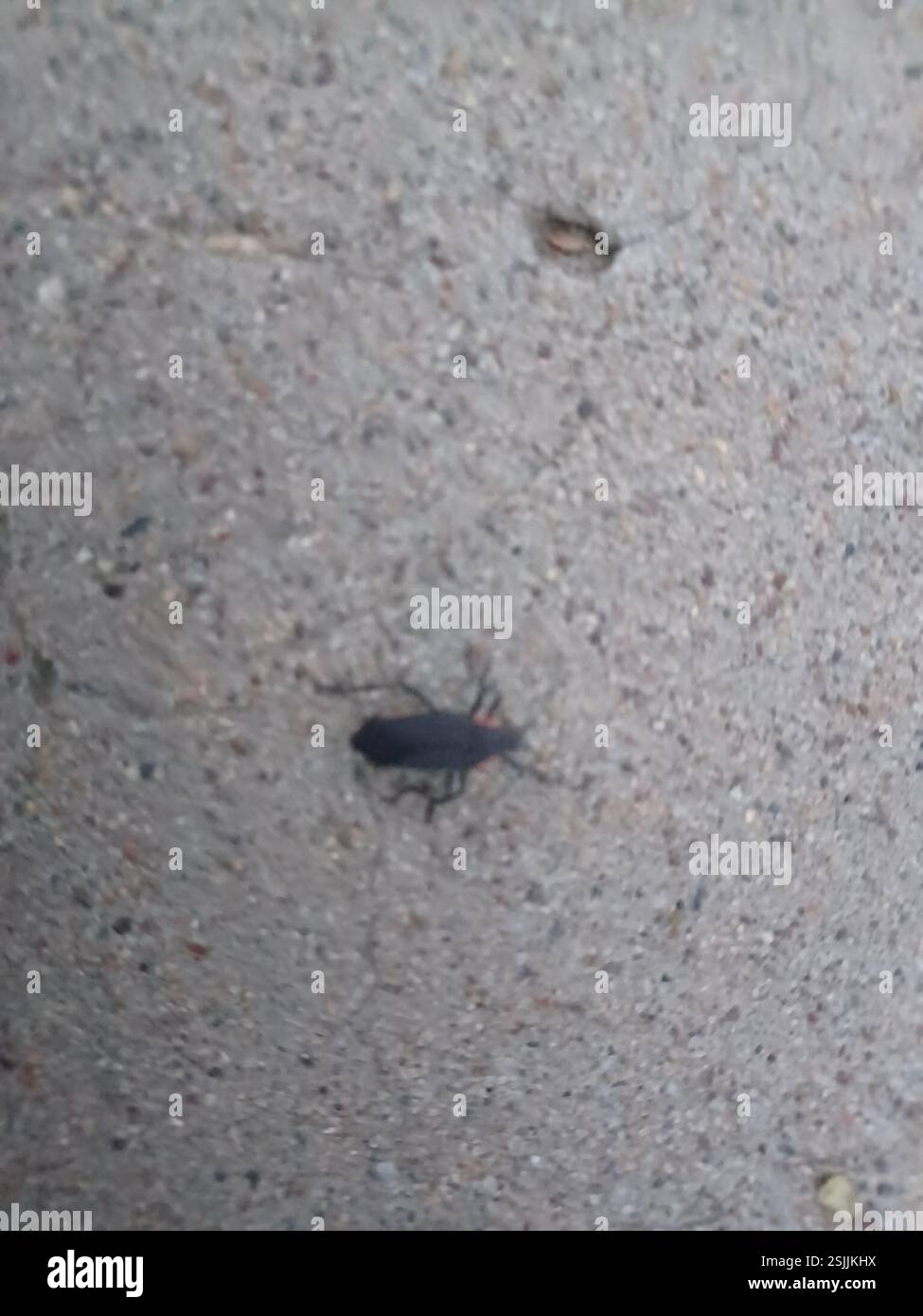 Winged and Once-winged Insects (Pterygota), Insecta, Nob Hill ...