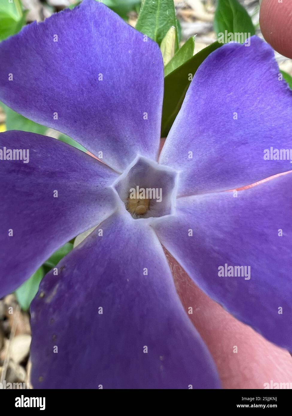 greater periwinkle (Vinca major), Plantae, Orange County, CA, USA Stock ...