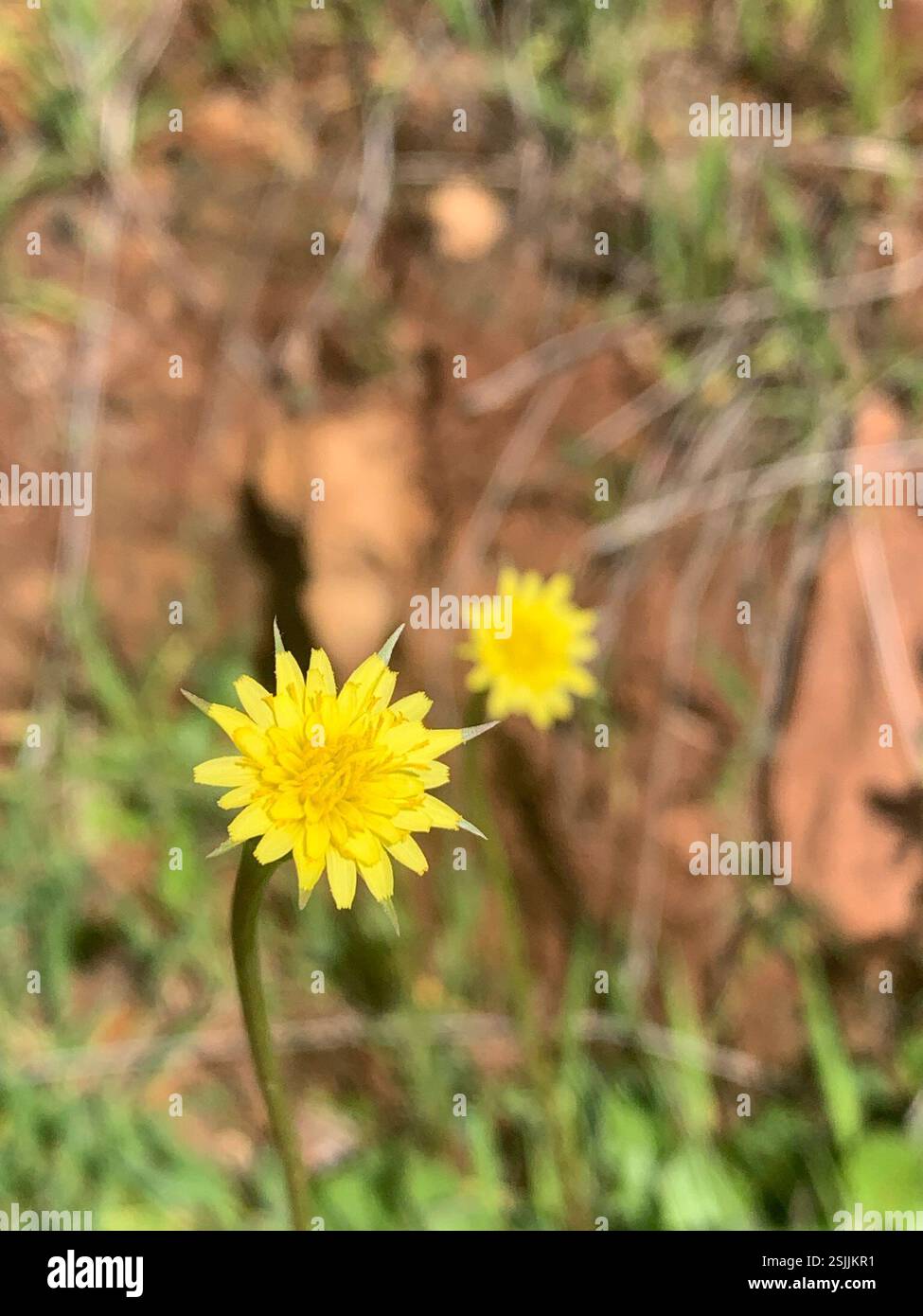 silverpuffs (Uropappus lindleyi), Plantae, Hidden Falls Regional Park ...