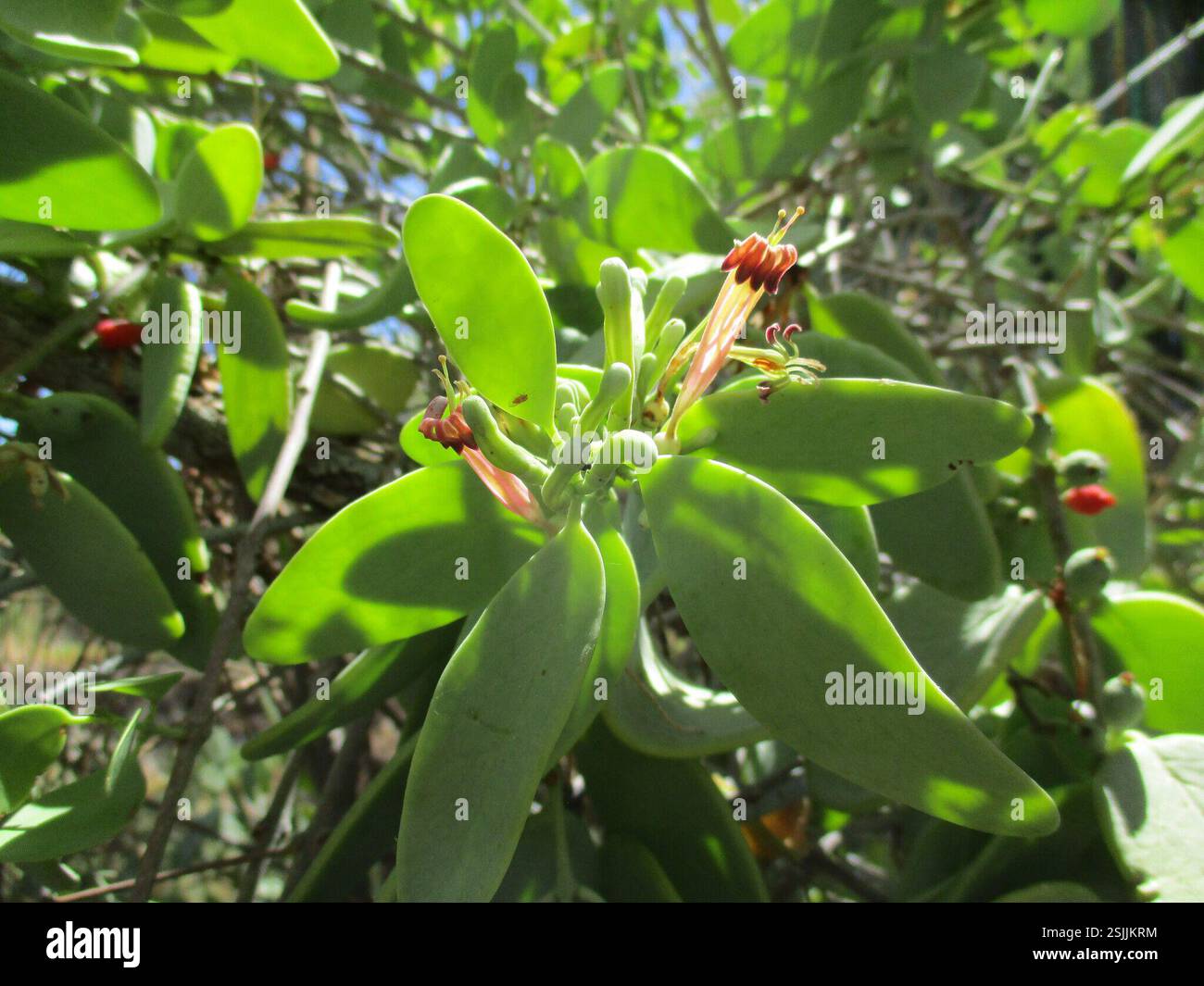 Namnambush (Tapinanthus oleifolius), Plantae, Erongo Region, Namibia ...