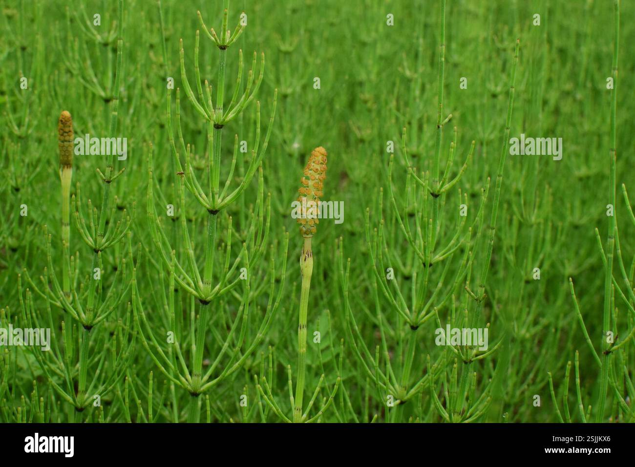 marsh horsetail (Equisetum palustre), Plantae, 中国贵州省黔南布依族苗族自治州龙里县 Stock ...
