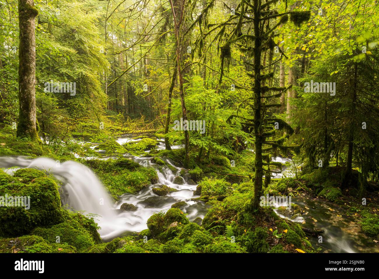 Tributary of the Orbe, Vallorbe, Vaud, Switzerland Stock Photo - Alamy