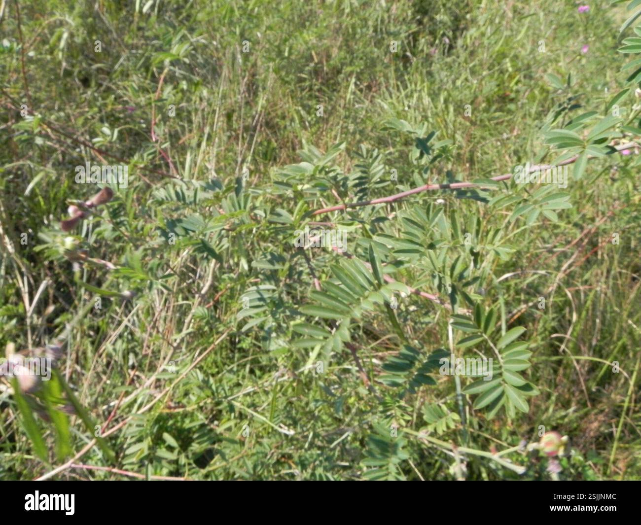 Pioneer Hoarypea (Tephrosia polystachya), Plantae, uMkhanyakude ...