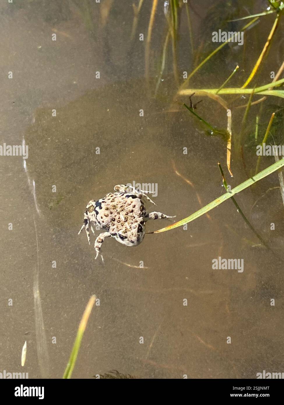Four-eyed Frogs (Pleurodema), Amphibia, Province de Santa Cruz, AR ...