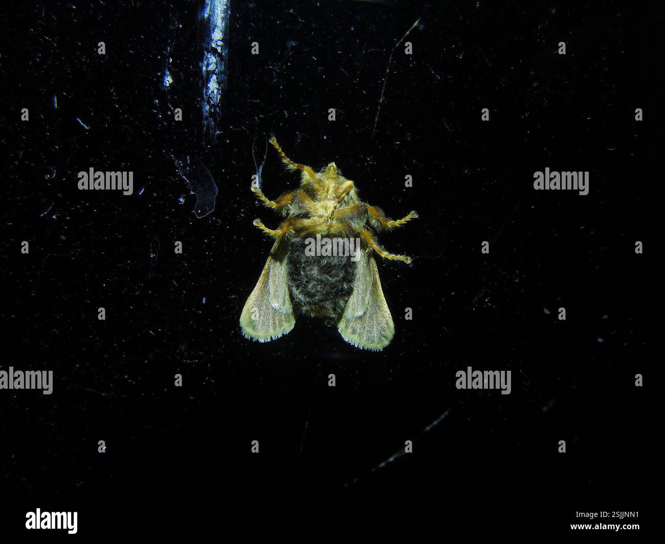 Painted Cup Moth (Doratifera oxleyi), Insecta, Hobart TAS, Australia ...