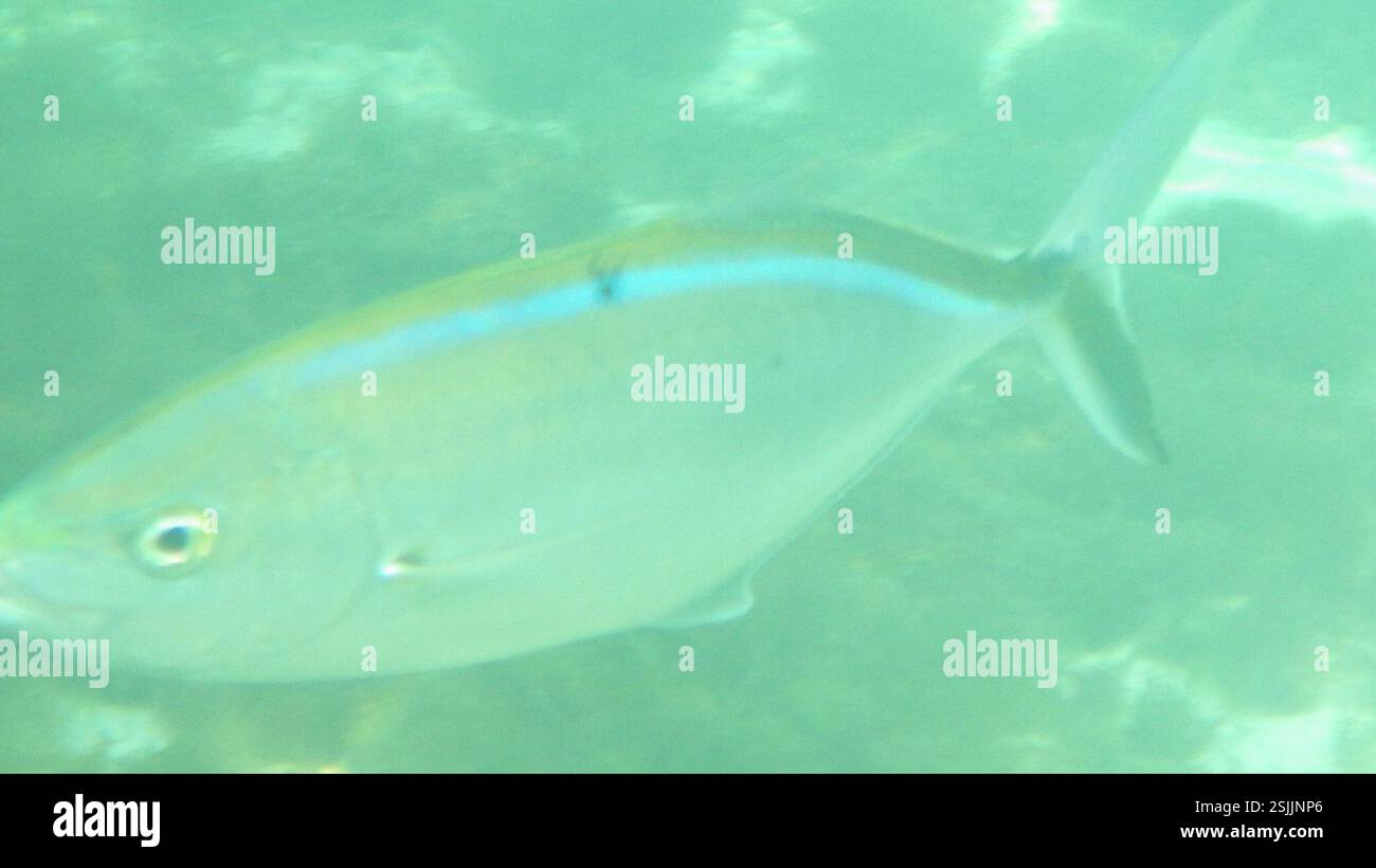 Bar Jack (Caranx ruber), Actinopterygii, Morón, CU-CA, CU Stock Photo ...