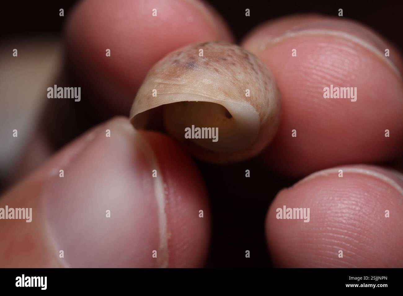 Common West Indian Bubble (Bulla occidentalis), Mollusca, Tamandaré ...