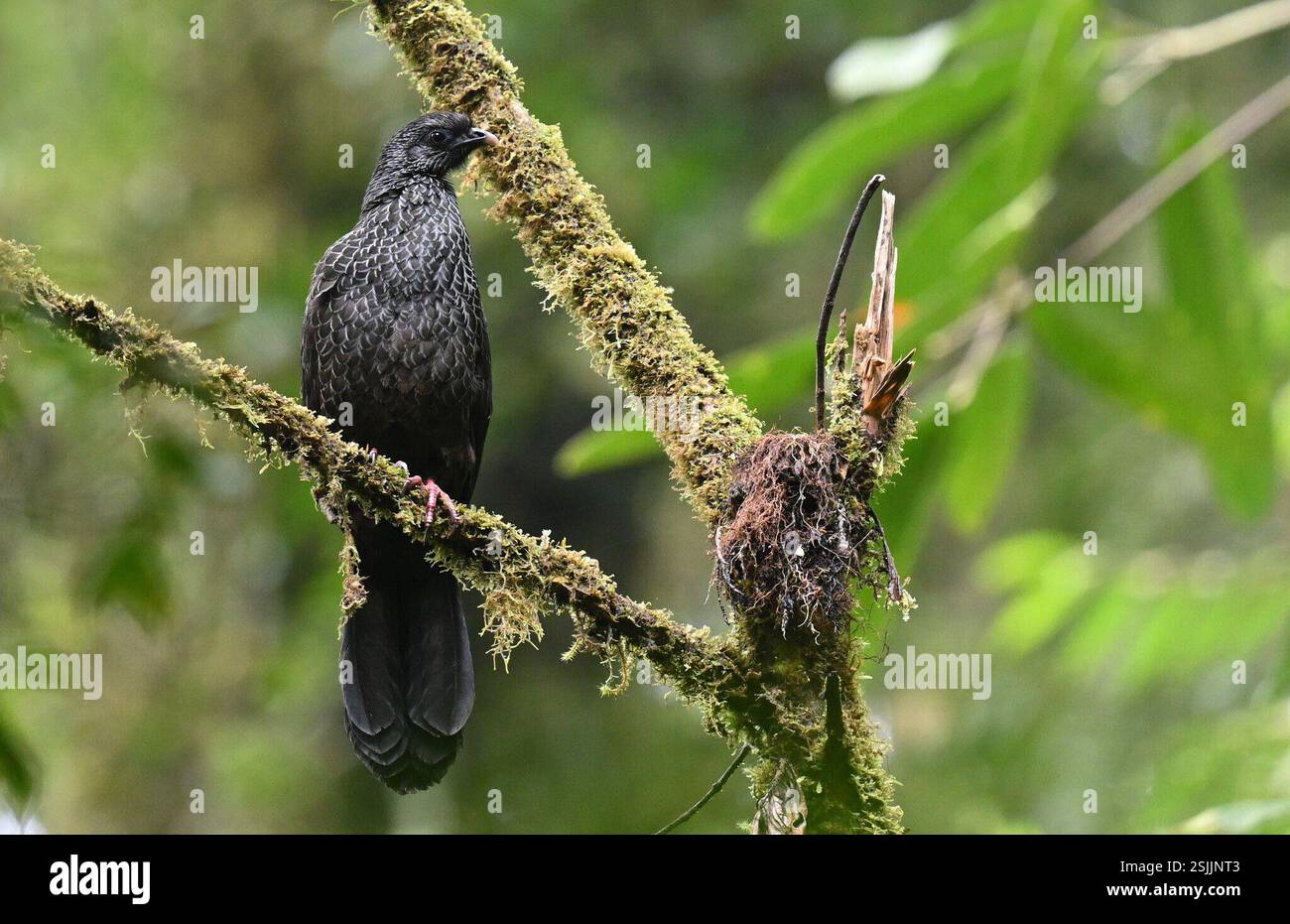 Andean Guan (Penelope montagnii), Aves, Cordillera Guacamayos-Sendero ...