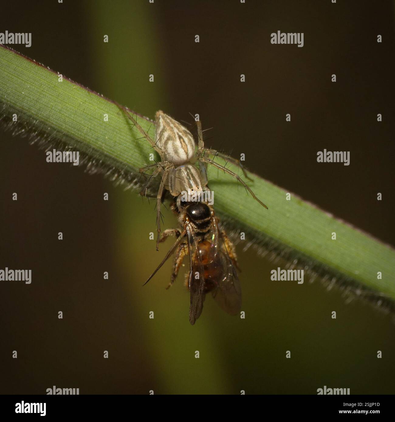 Grass lynx spiders (Oxyopes), Arachnida, Mashonaland Central Province ...