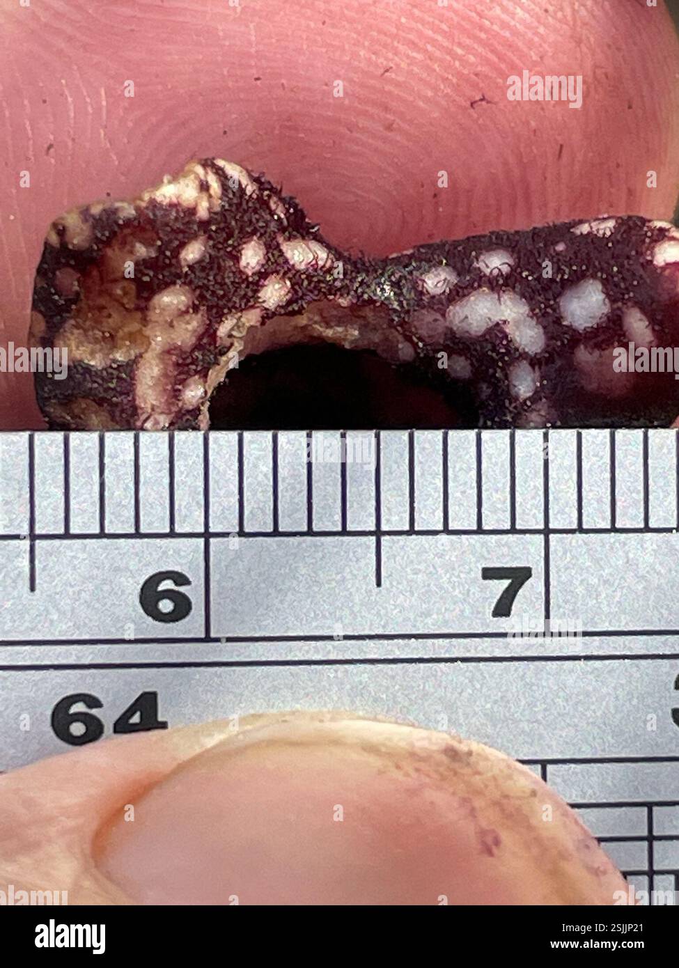 little heartleaf (Asarum minus), Plantae, School St, Polkton, NC, US ...