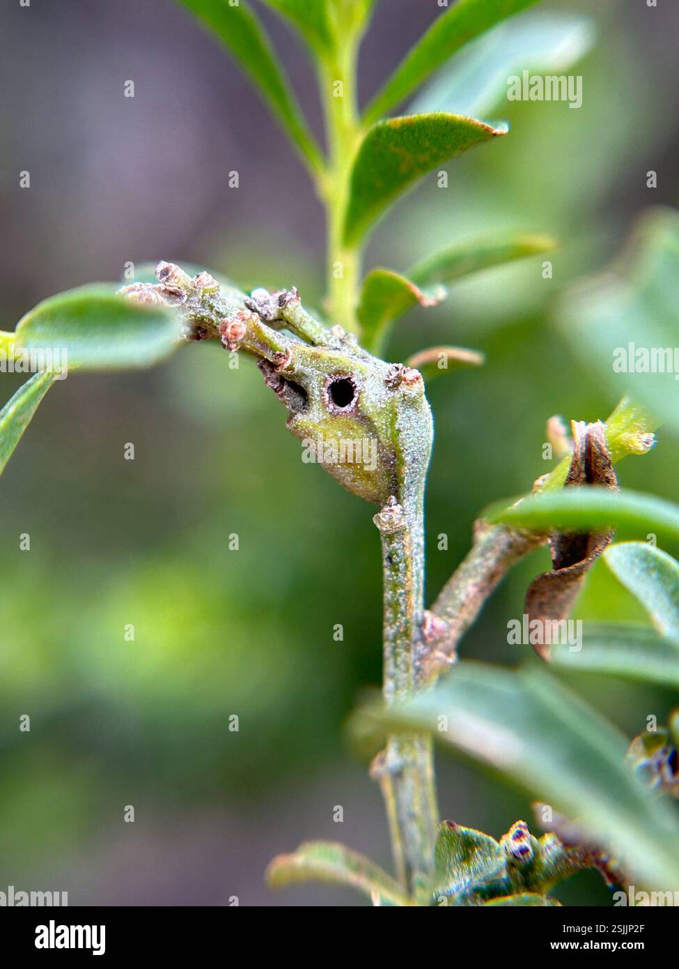 Coyote Brush Stem Gall Moth (Gnorimoschema baccharisella), Insecta ...