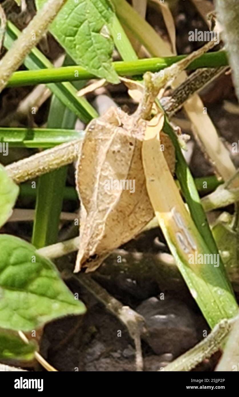 hairy groundcherry (Physalis pubescens), Plantae, Loreto, MX-BS, MX ...