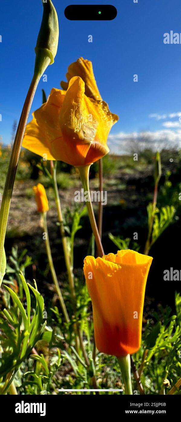 Desert Poppies (Eschscholzia), Plantae, US-60, Salome, AZ, US Stock ...