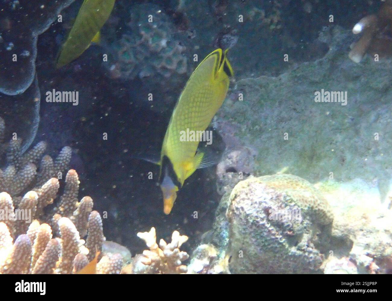 Lattice Butterflyfish (Chaetodon rafflesii), Actinopterygii, Ko Surin ...