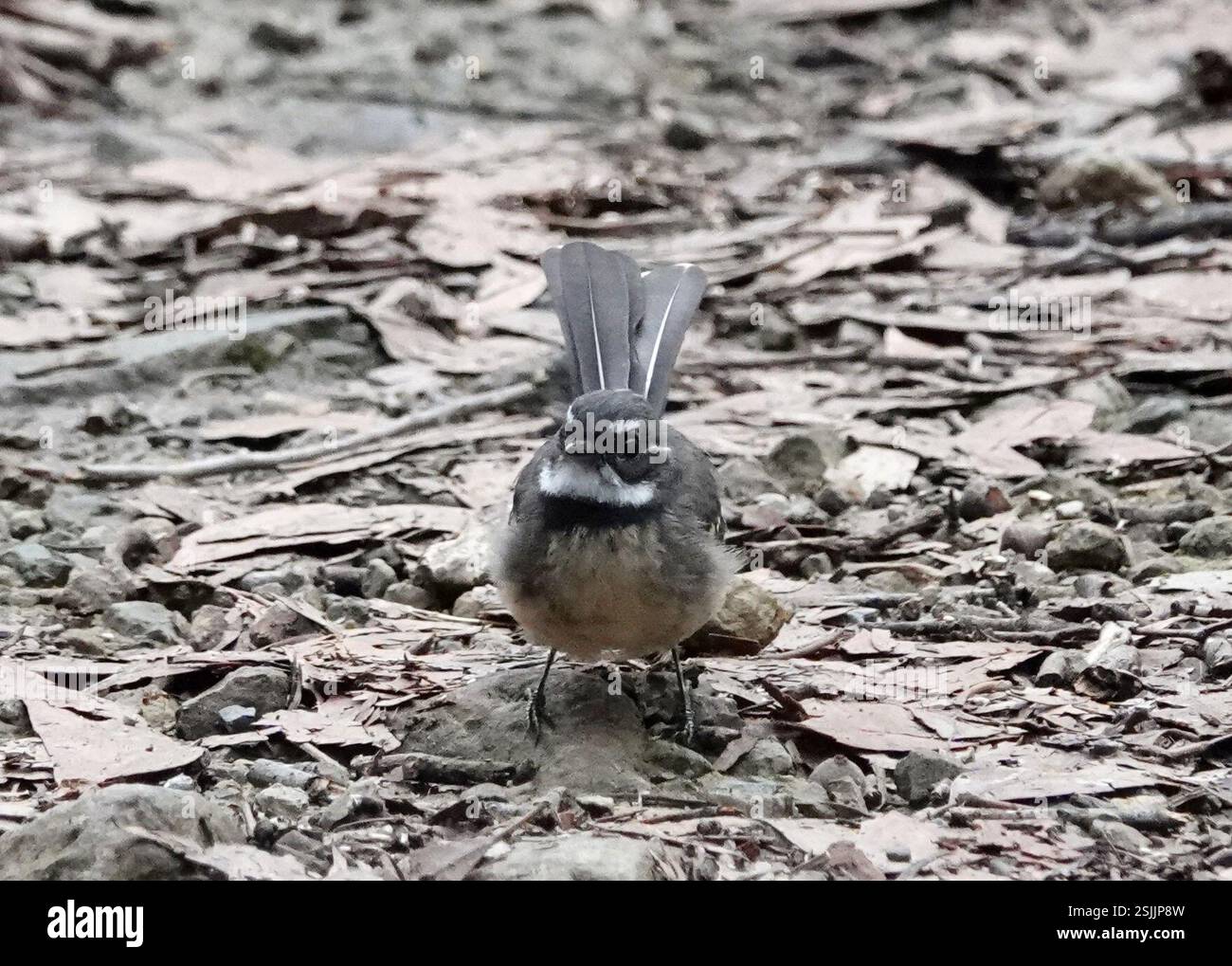Grey Fantail (Rhipidura albiscapa), Aves, Hochkins Ridge Nature ...