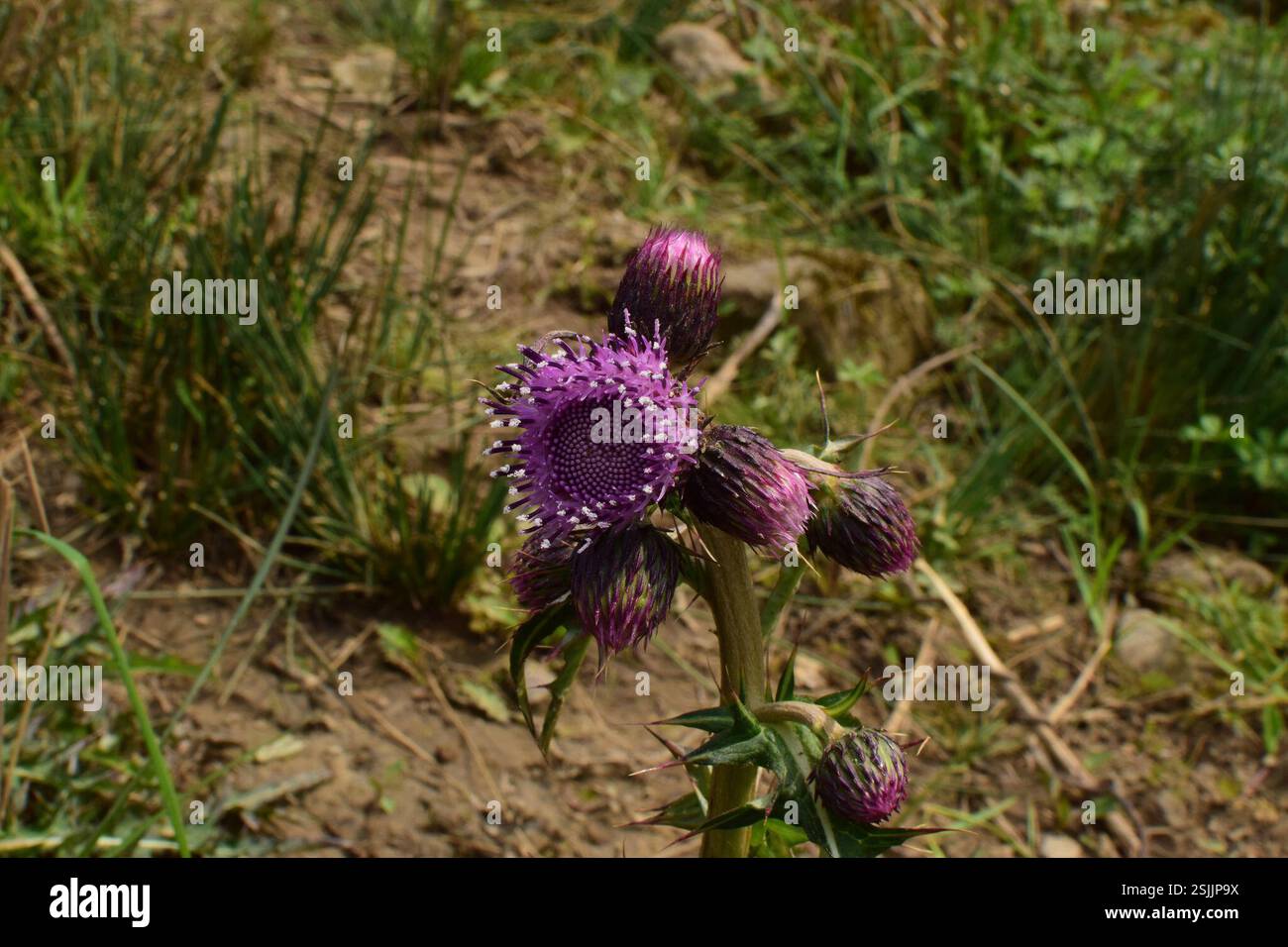 Japanese thistle (Cirsium japonicum), Plantae, 中国贵州省黔南布依族苗族自治州龙里县 Stock ...