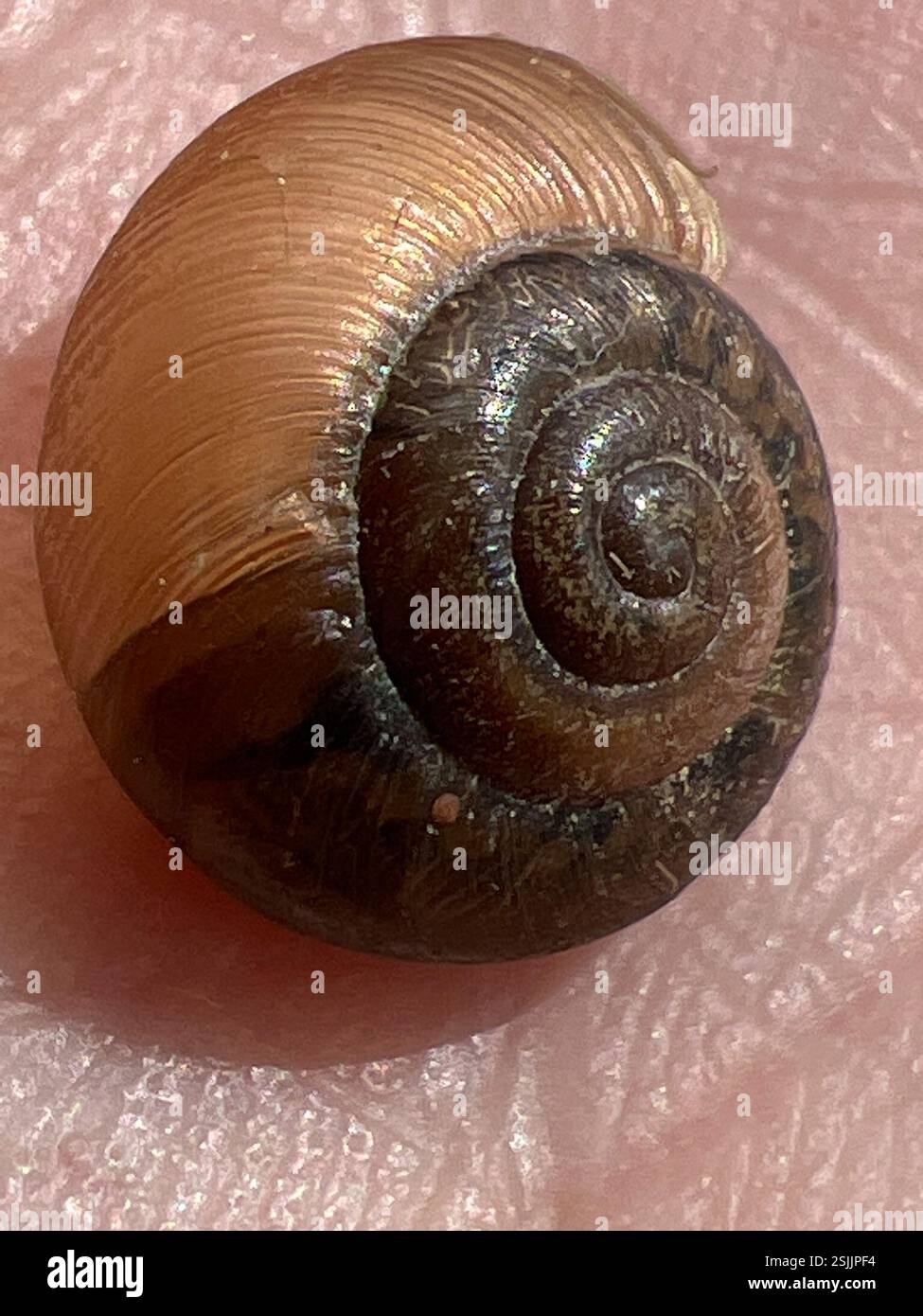 (Helicina), Mollusca, Boothe Hill Rd, Chapel Hill, NC, US Stock Photo ...
