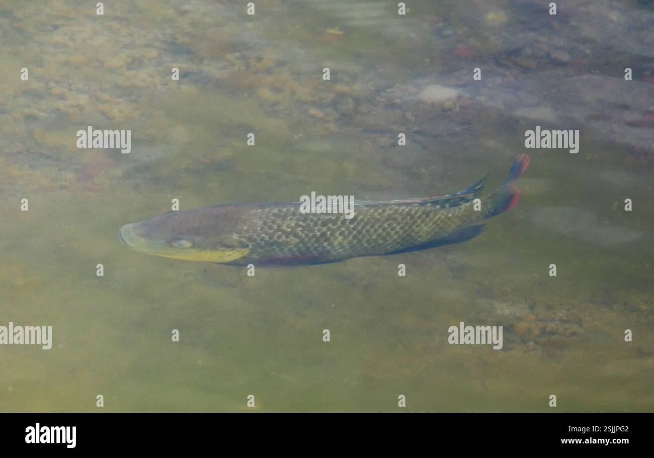 Mozambique Tilapia (Oreochromis mossambicus), Actinopterygii, Comondú ...