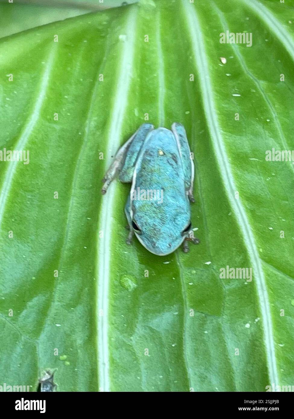 Green Treefrog (Hyla cinerea), Amphibia, North Carolina, US, A blue ...