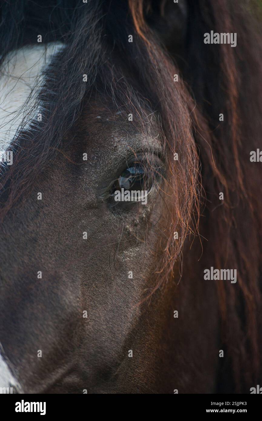 detail on eye and forelock of adult male Gypsy Vanner Horse stallion ...