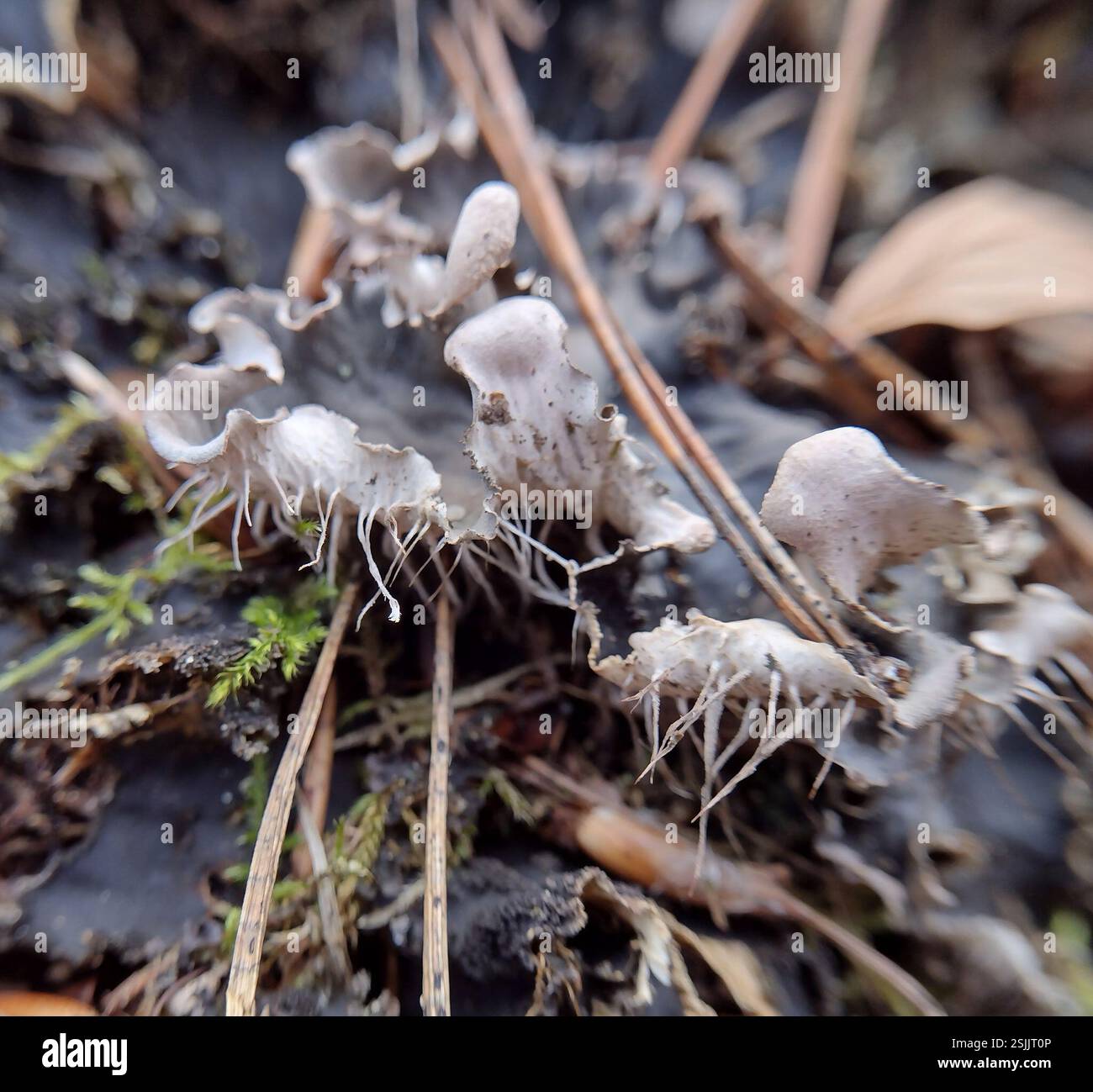 scaly pelt lichen (Peltigera praetextata), Fungi, Rumia, Polska Stock ...