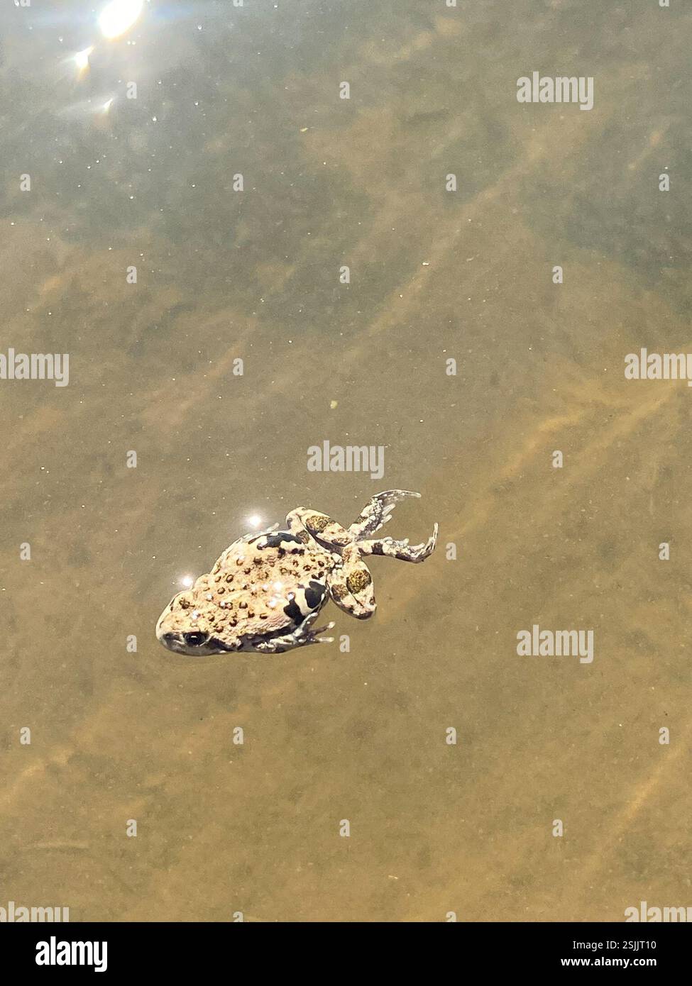 Four-eyed Frogs (Pleurodema), Amphibia, Province de Santa Cruz, AR ...
