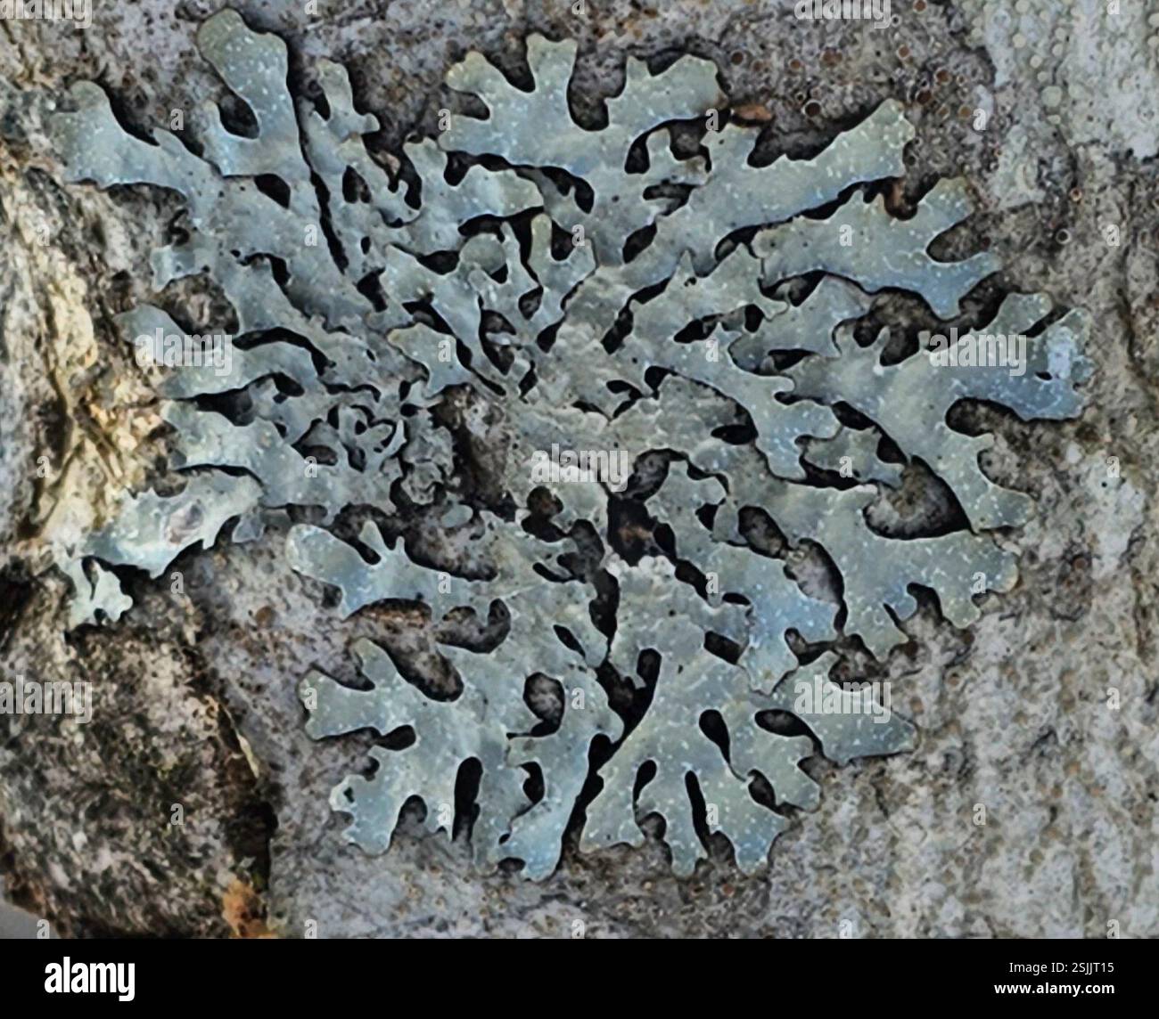 shield lichen (Parmelia sulcata), Fungi, 16730 Hollola, Suomi Stock ...