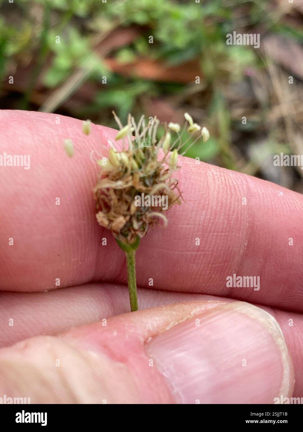 ribwort plantain (Plantago lanceolata), Plantae, Scrub Rd, Carindale ...