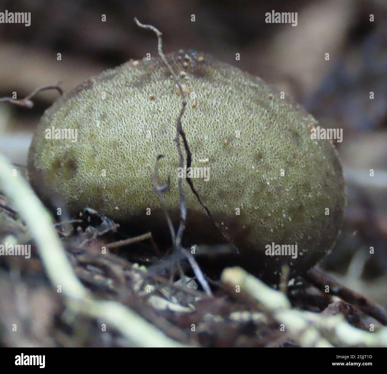 puffballs (Lycoperdaceae), Fungi, 19 Thatcher Crescent, Crofton Downs ...