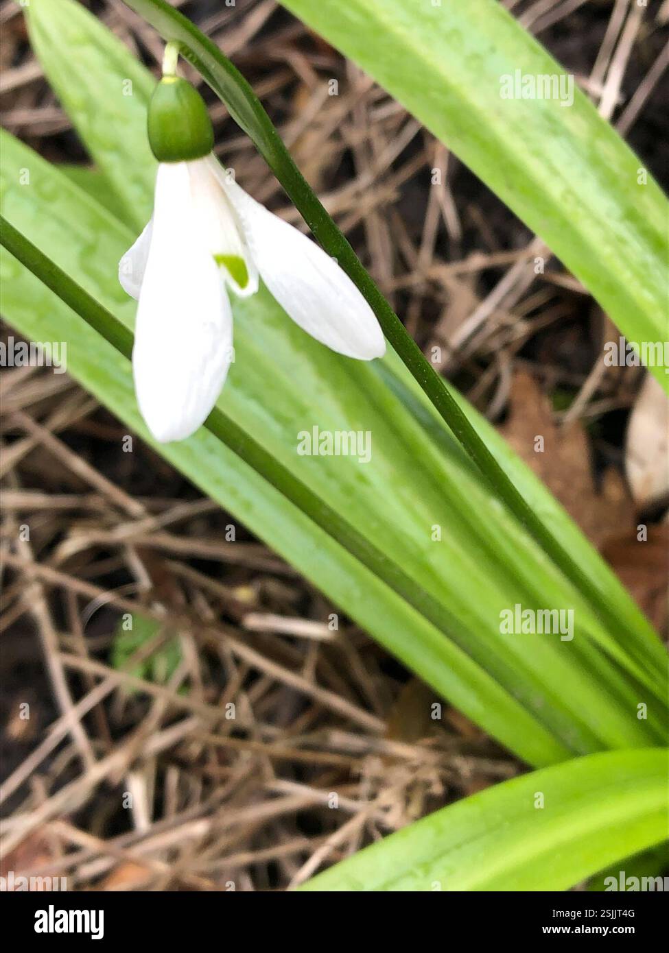 Green Snowdrop (Galanthus woronowii), Plantae, Cranborne Chase AONB ...