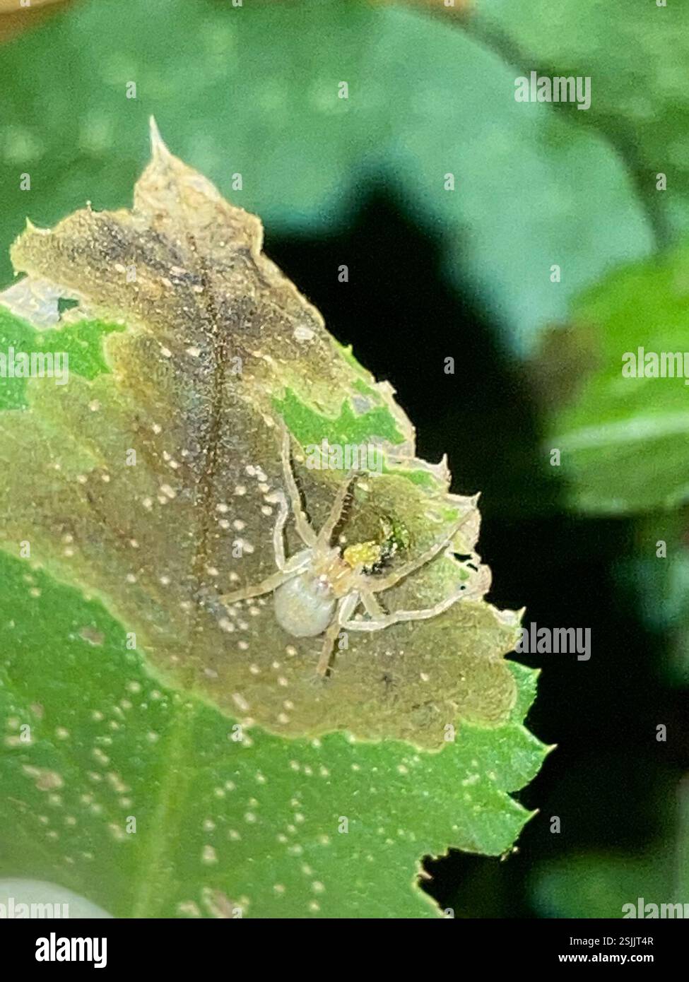 Ghost Spiders (Anyphaenidae), Arachnida, NW Fourth St, Pembroke Pines ...