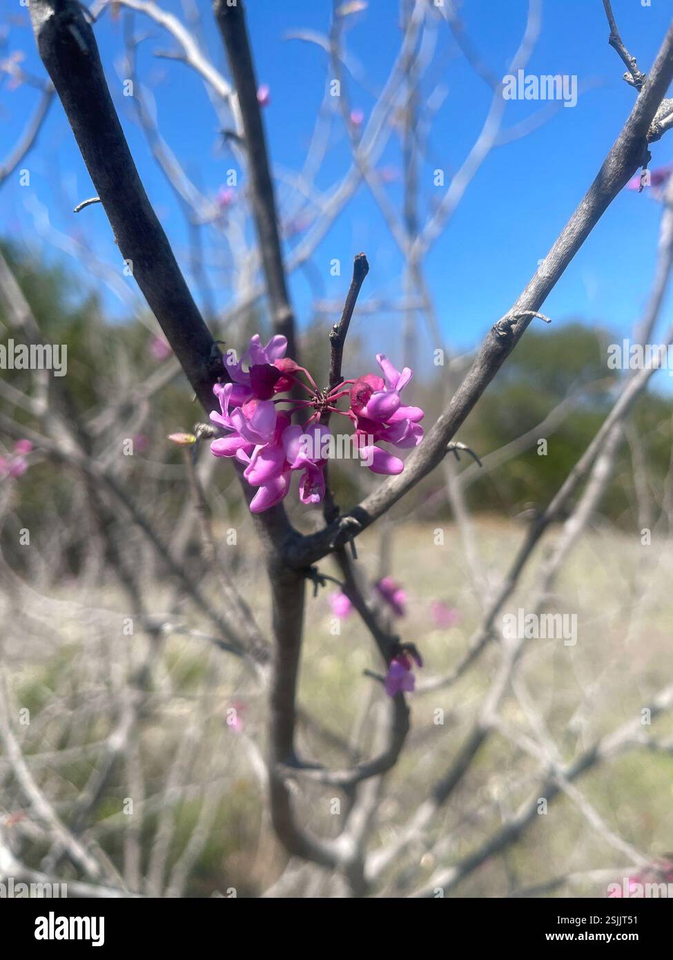 eastern redbud (Cercis canadensis), Plantae, Texas, US Stock Photo - Alamy