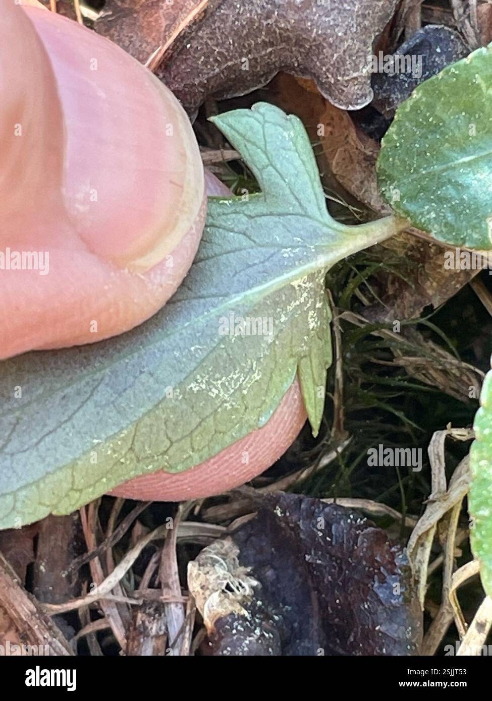 Triangle-leaved Violet (Viola emarginata), Plantae, Mills Rd, Polkton ...