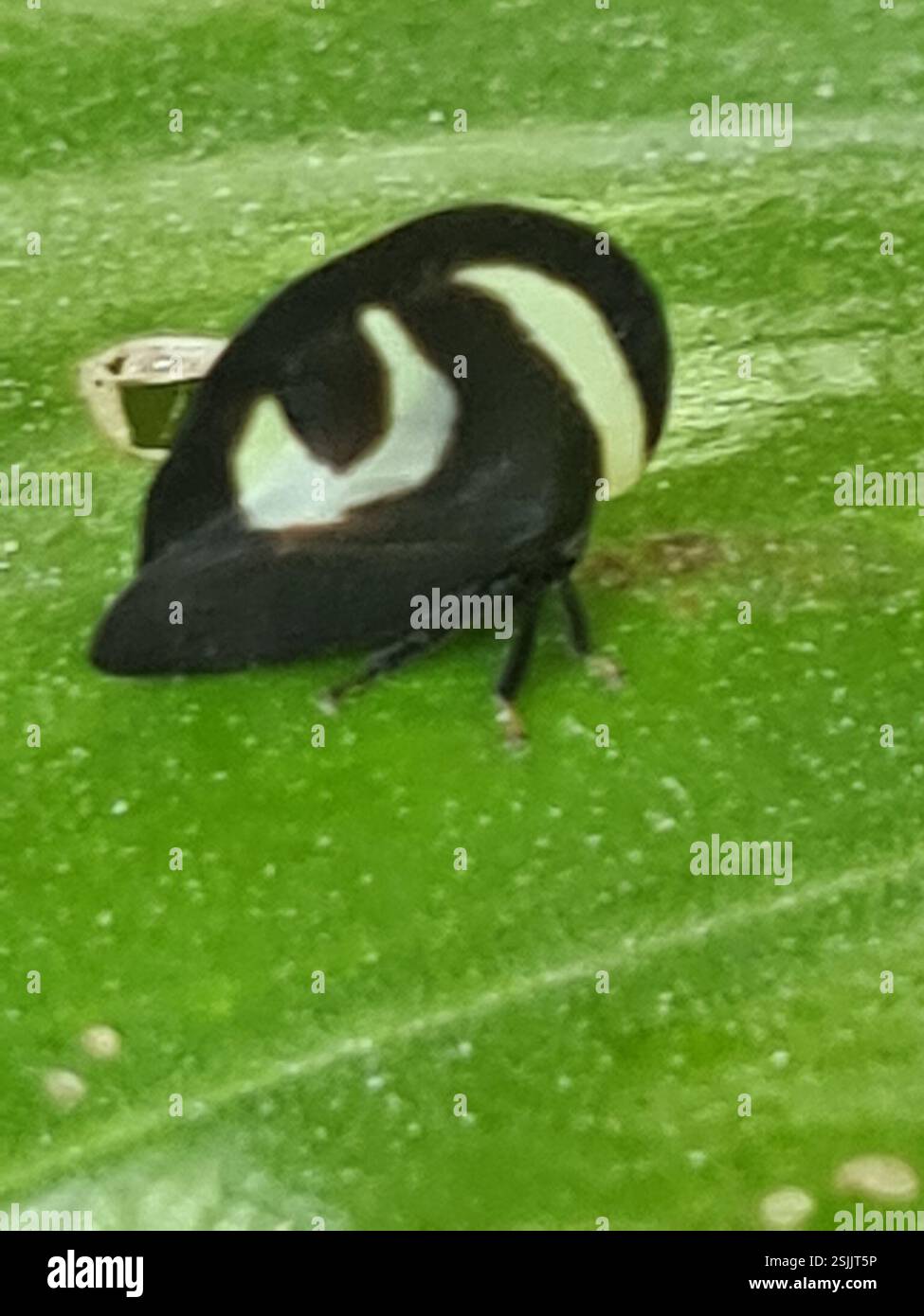 Black-and-white Treehopper (Membracis foliatafasciata), Insecta, Noord ...
