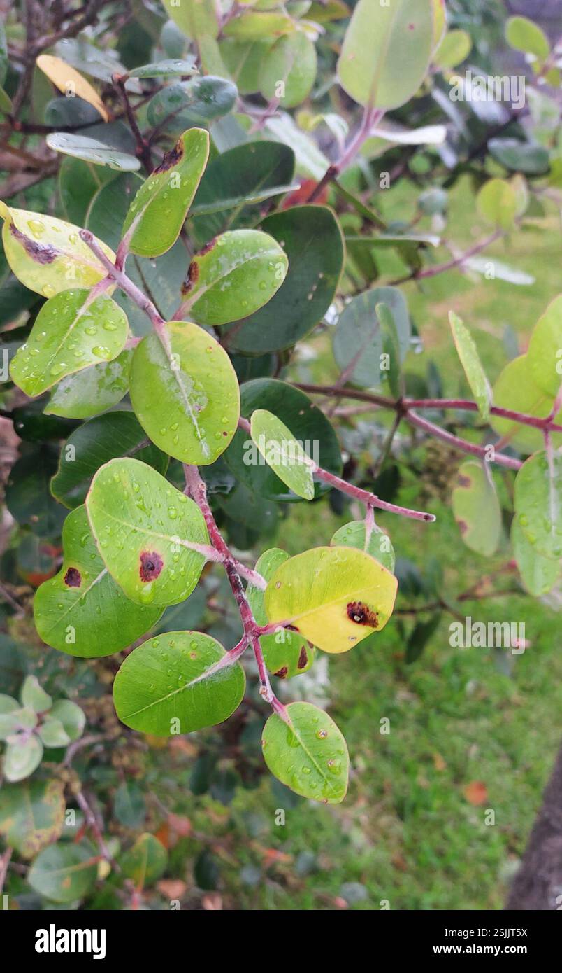 Myrtle Rust (Austropuccinia psidii), Fungi, Auckland, Mt Albert ...