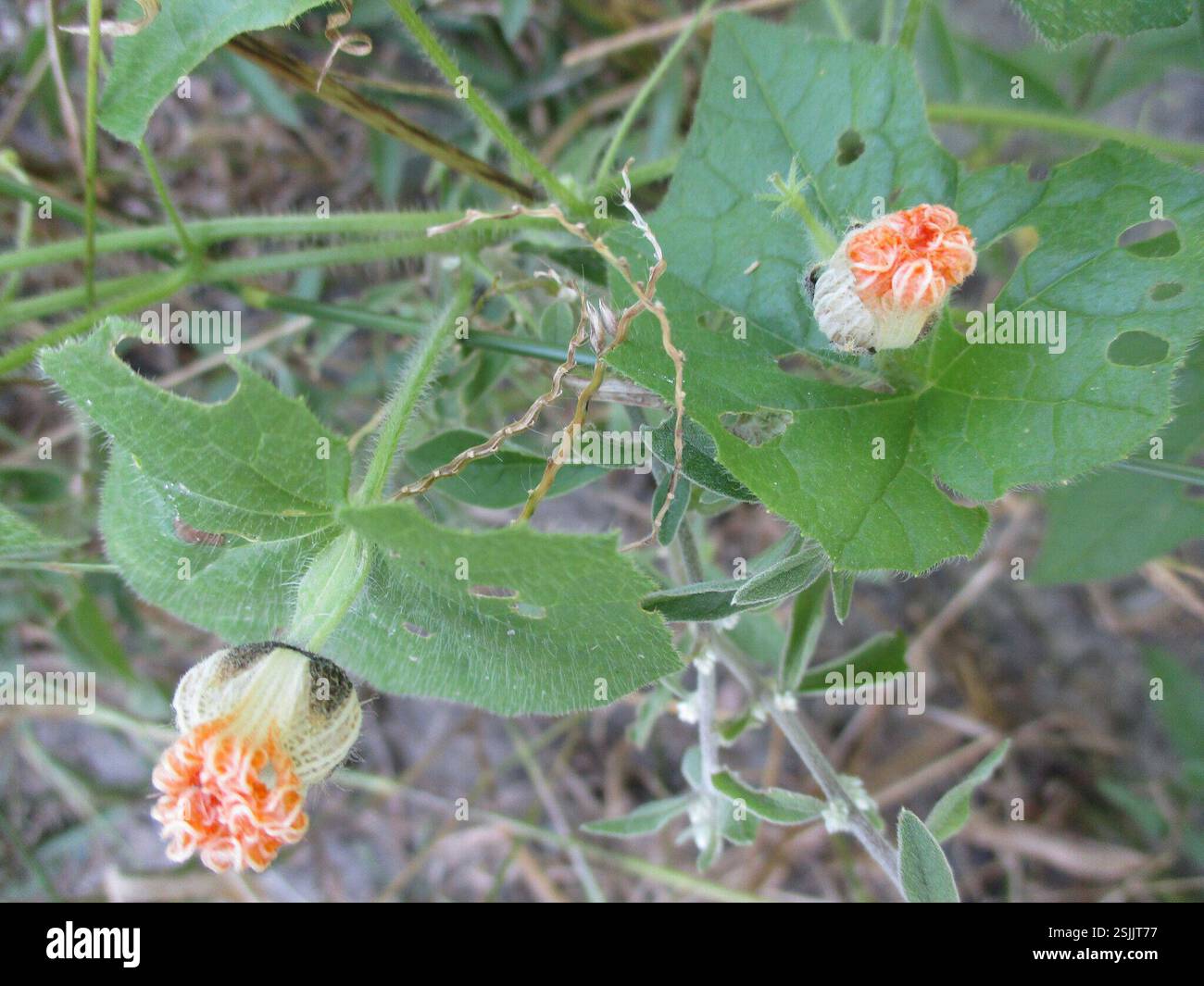 Fish-Tail Creeper (Momordica kirkii), Plantae, Katima Mulilo, Namibia ...