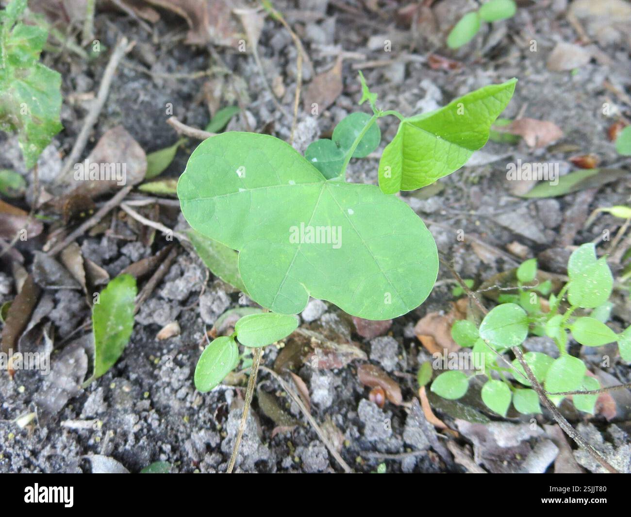 yellow passionflower (Passiflora lutea), Plantae, Windsor Forest ...