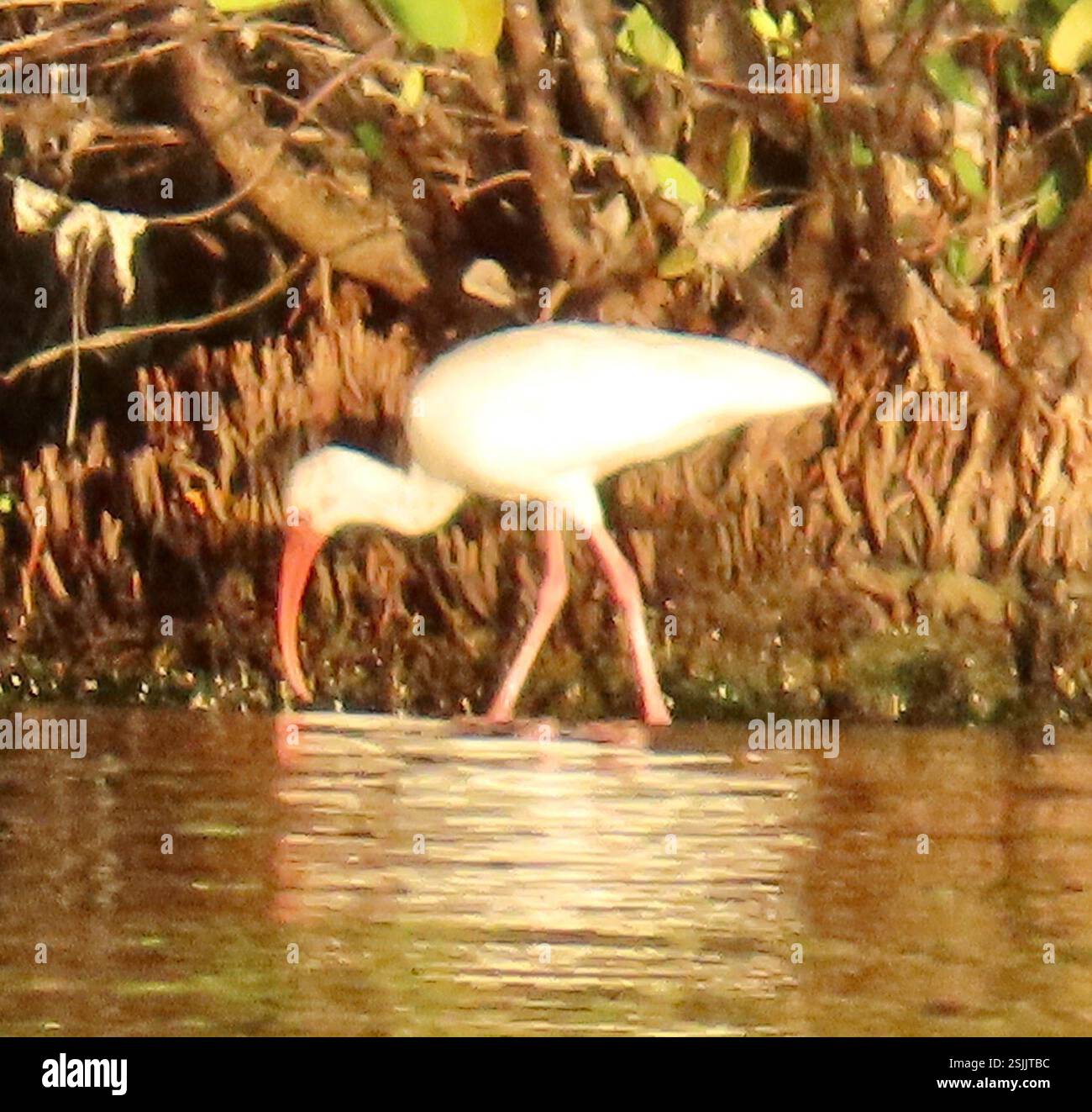 White Ibis (Eudocimus albus), Aves, Matanzas, CU, Two White Ibis ...