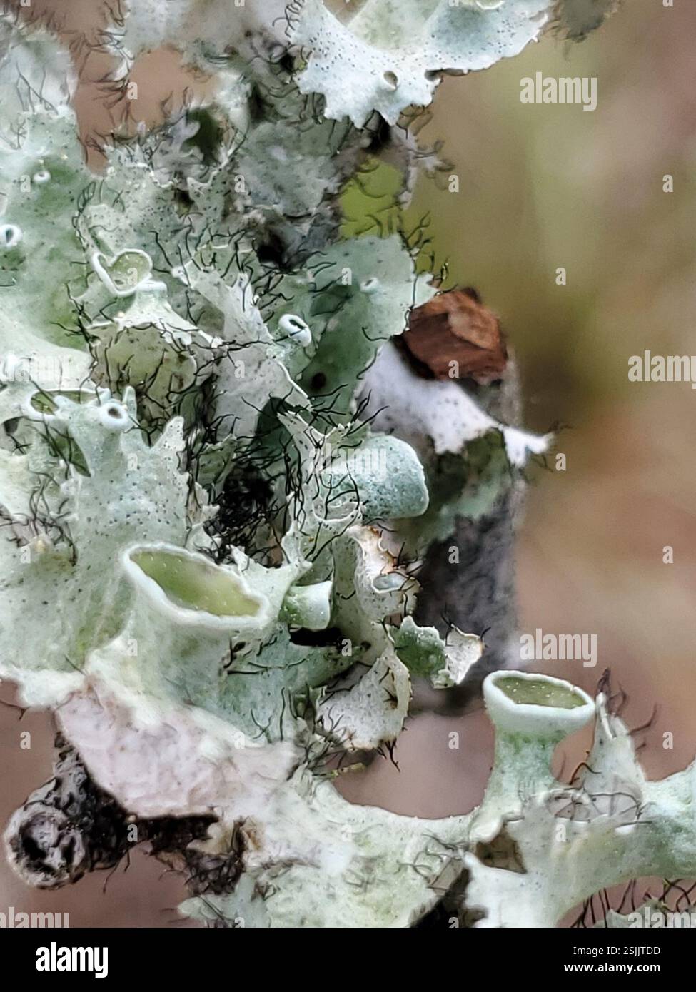Ruffle Lichens (Parmotrema), Fungi, Charleston, South Carolina, United ...