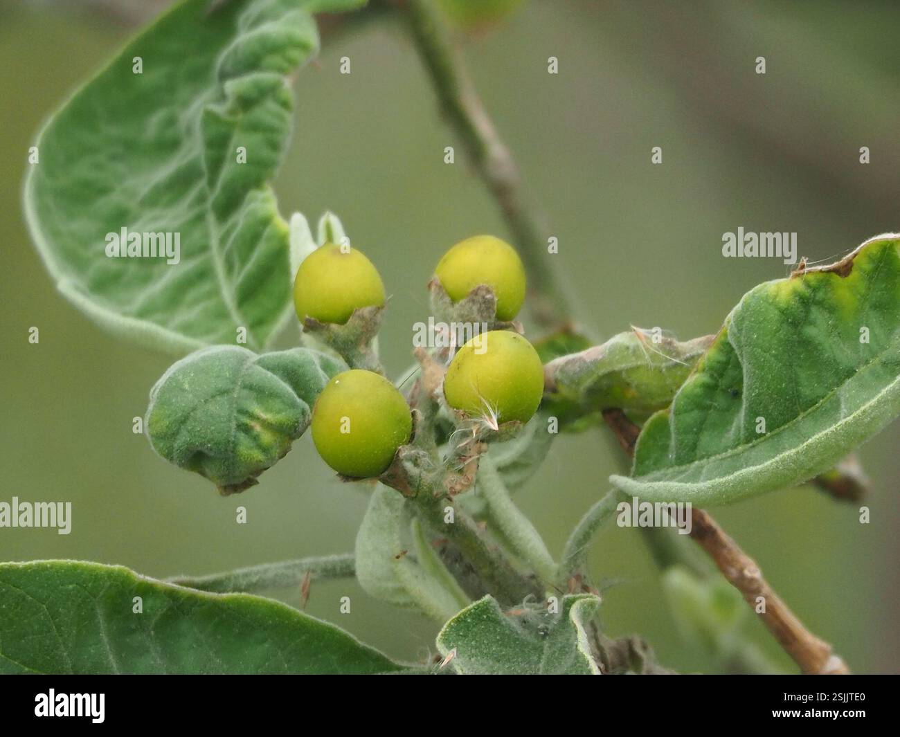 potato tree (Solanum erianthum), Plantae, 台灣嘉義縣 Stock Photo - Alamy