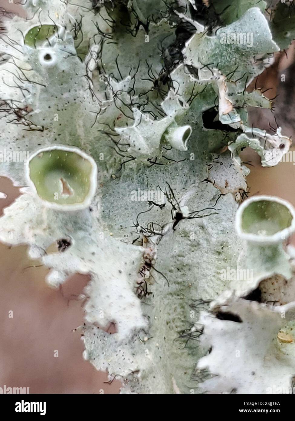 Ruffle Lichens (Parmotrema), Fungi, Charleston, South Carolina, United ...