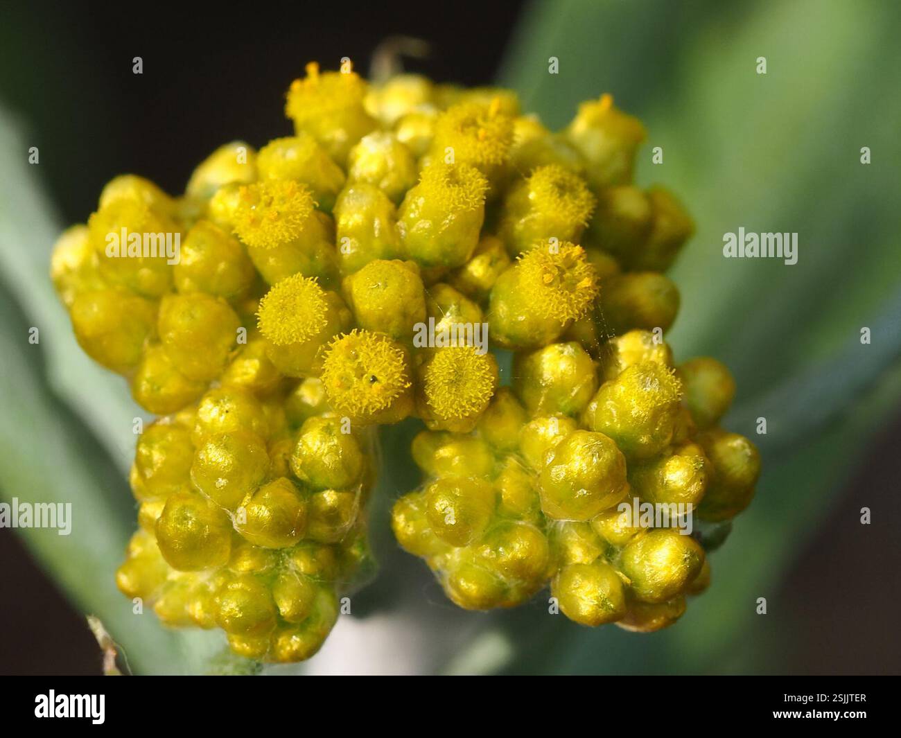 Cotton Weed (Pseudognaphalium affine), Plantae, 台灣台北 Stock Photo - Alamy