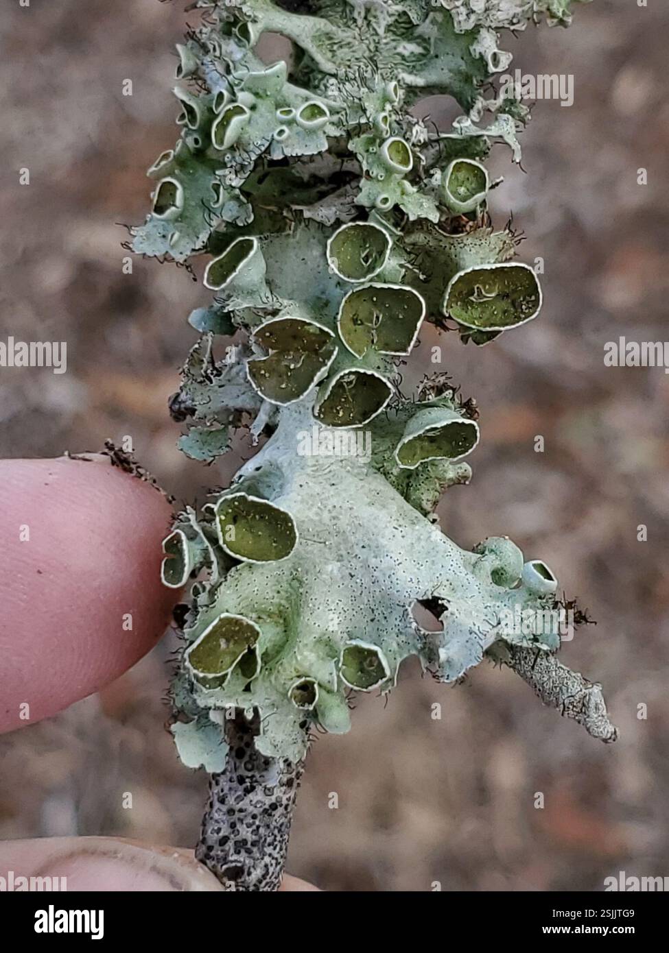 Ruffle Lichens (Parmotrema), Fungi, Charleston, South Carolina, United ...